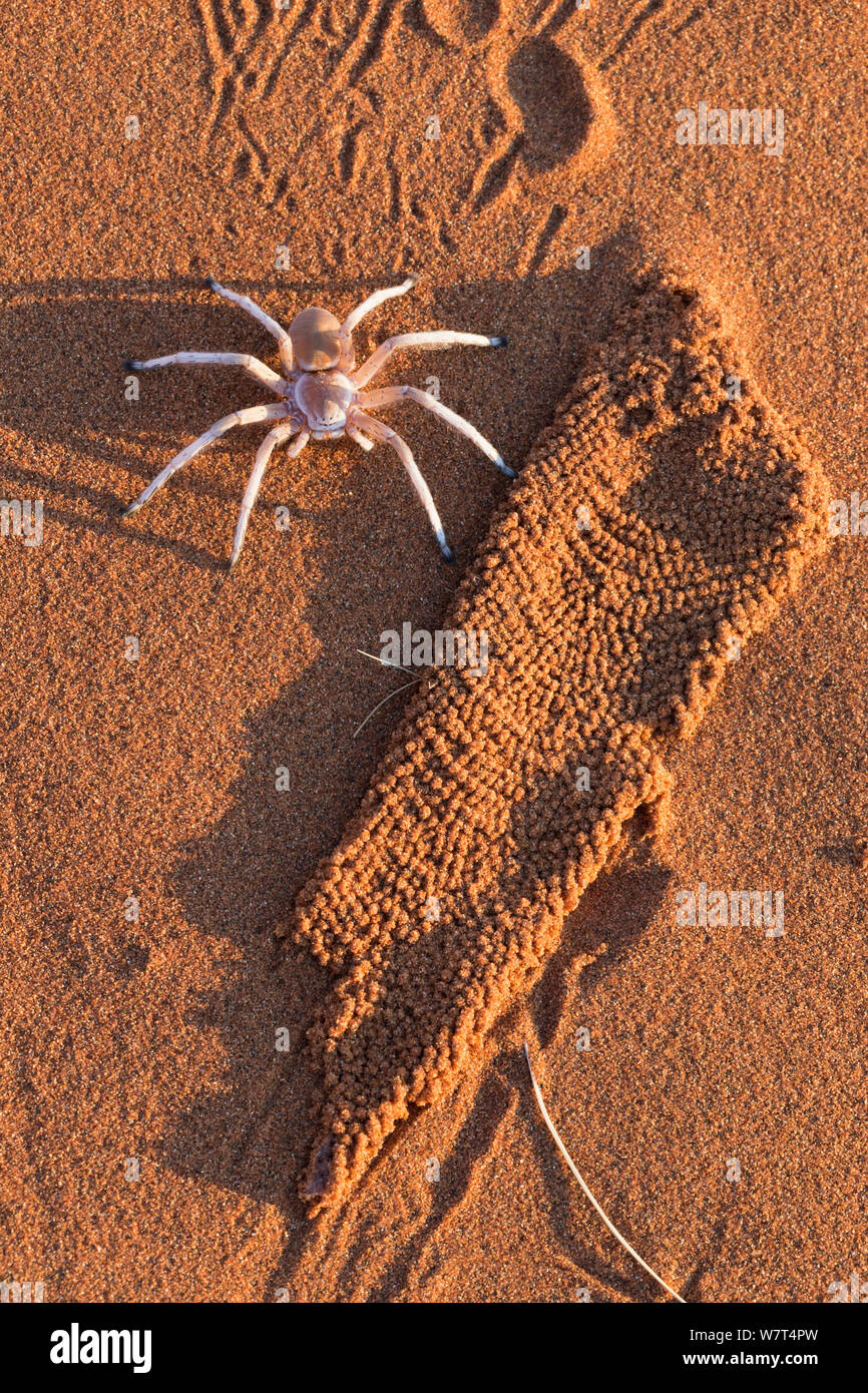 Dancing white lady spider (Leucorchestris arenicola) with silk lining ...