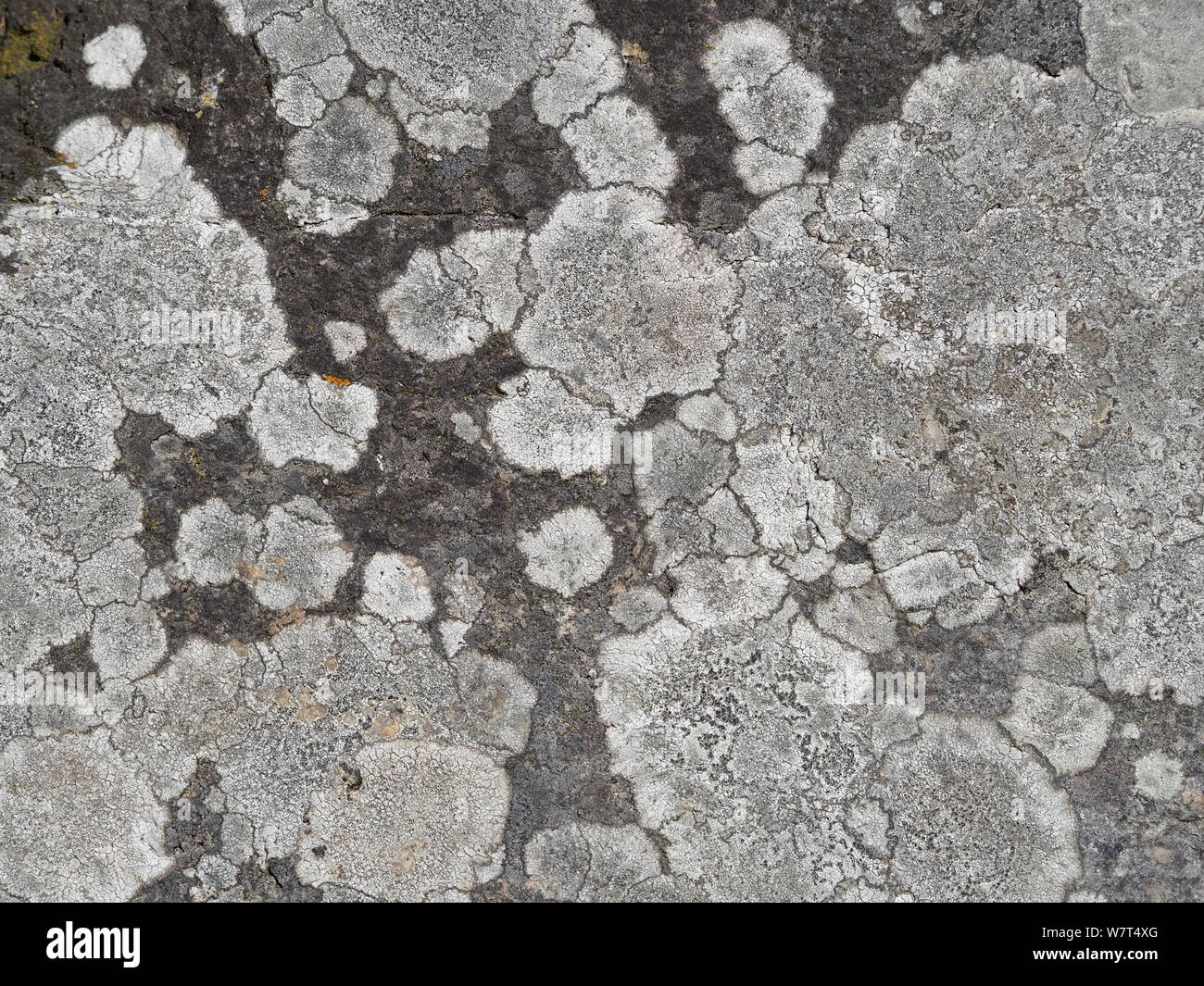 Natural granite stone with fungus, background texture Stock Photo - Alamy