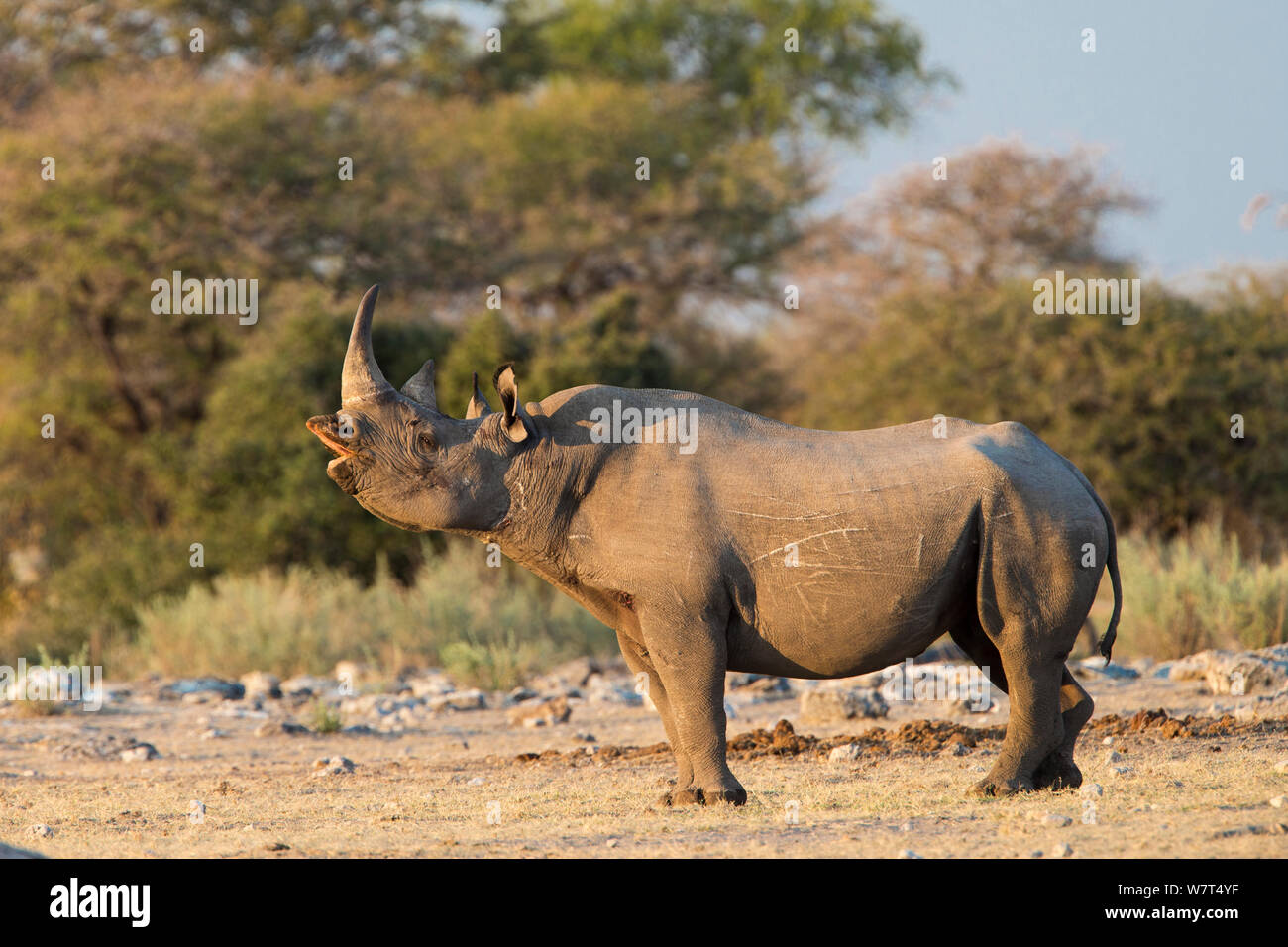 Black rhino (Diceros bicornis) bull showing flemen, Etosha National ...