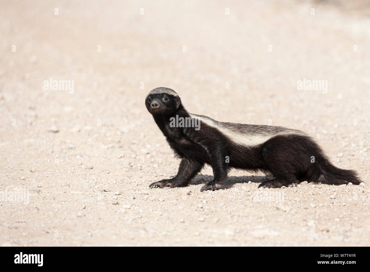 Honey Badger Michigan