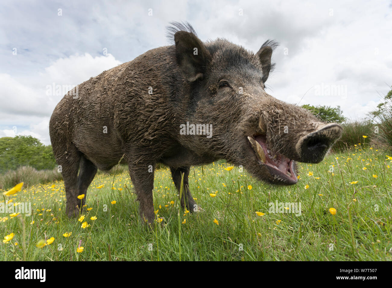 Wild boar (Sus scrofa), captive, UK, June Stock Photo - Alamy