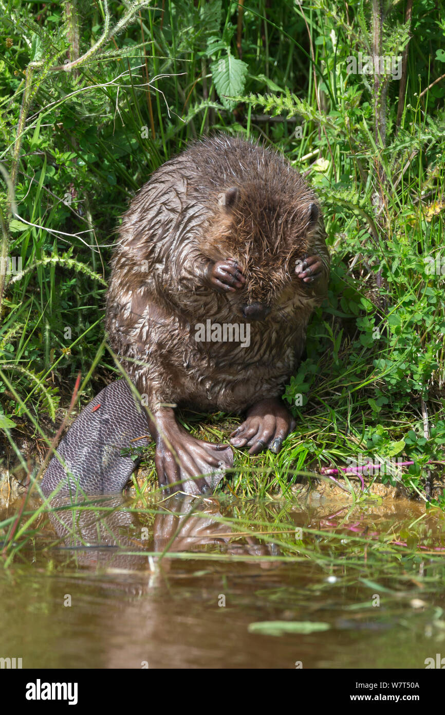 Eurasian beaver (Castor fiber), grooming, captive in breeding programme, UK, June cropped Stock ...