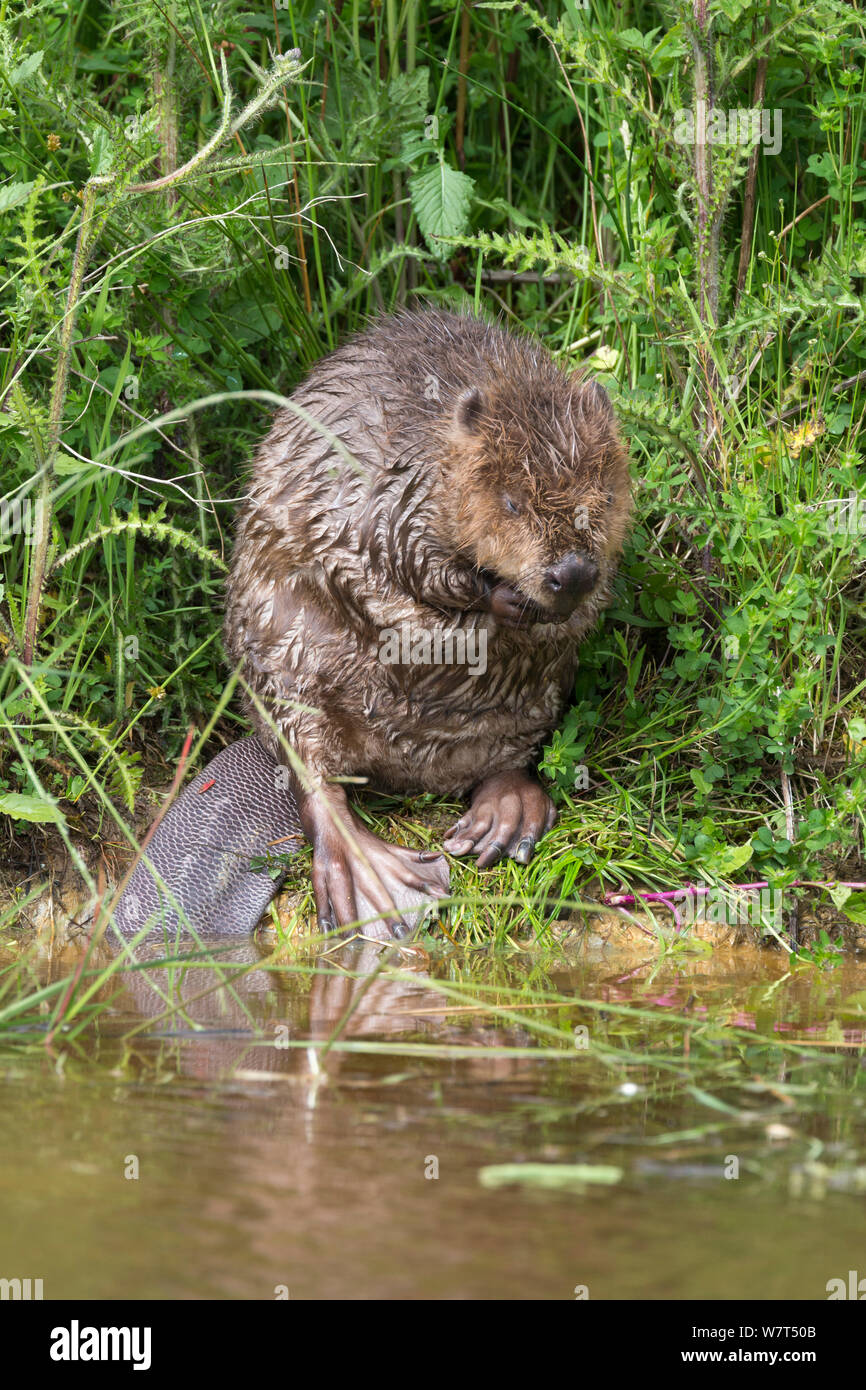Eurasian beaver (Castor fiber), grooming, captive in breeding programme ...