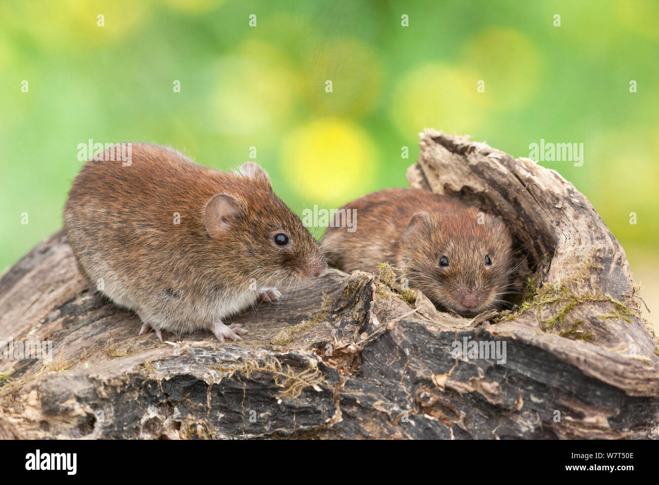 Field voles (Microtus agrestis), captive, UK, June Stock Photo - Alamy