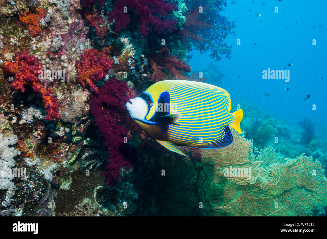 Emperor angelfish (Pomacanthus imperator) swimming past coral reef ...