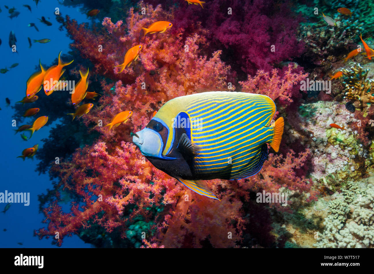 Emperor angelfish (Pomacanthus imperator) swimming past coral reef ...