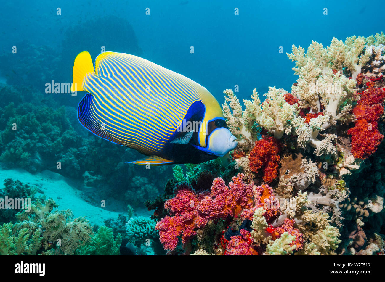 Imperator imperial fish hi-res stock photography and images - Alamy