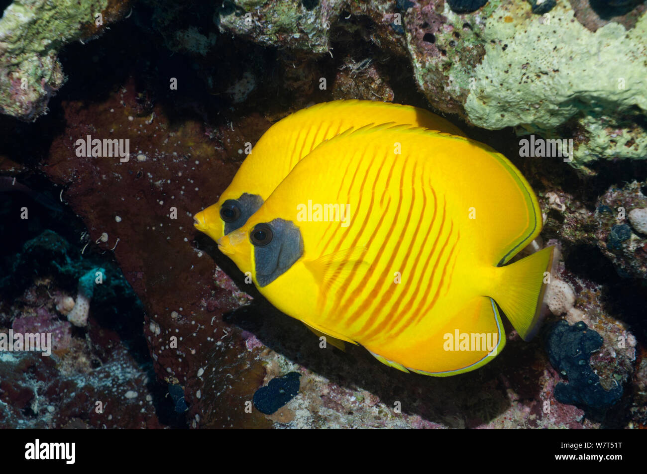 Golden butterflyfish (Chaetodon semilarvatus) with Fire coral ...