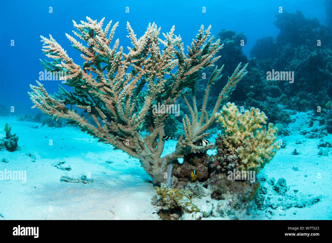 Acropora coral, Egypt, Red Sea Stock Photo - Alamy