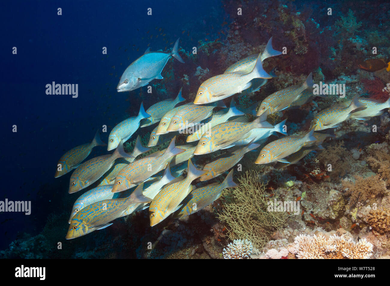 Red emperor fish hi-res stock photography and images - Alamy