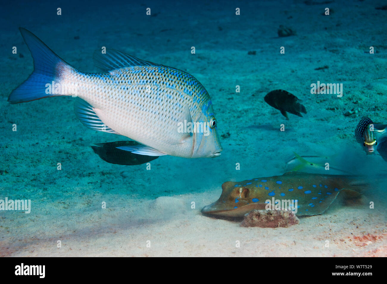 Red emperor fish hi-res stock photography and images - Alamy