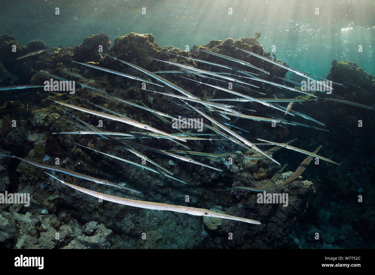 Fistularia depressa hi-res stock photography and images - Alamy