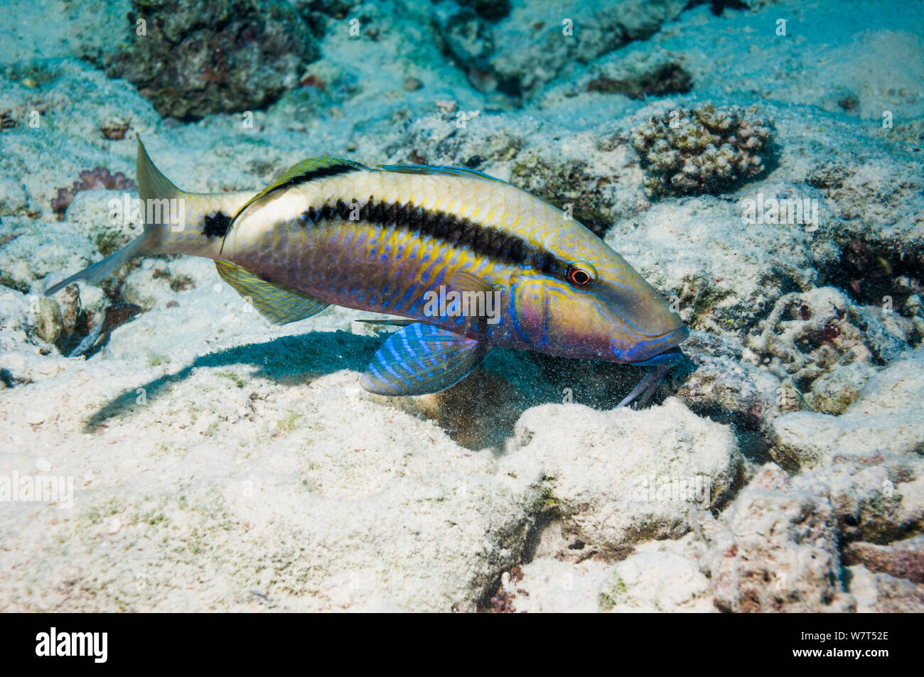 Dash-and-dot goatfish (Parupeneus barberinus) Egypt, Red Sea Stock ...