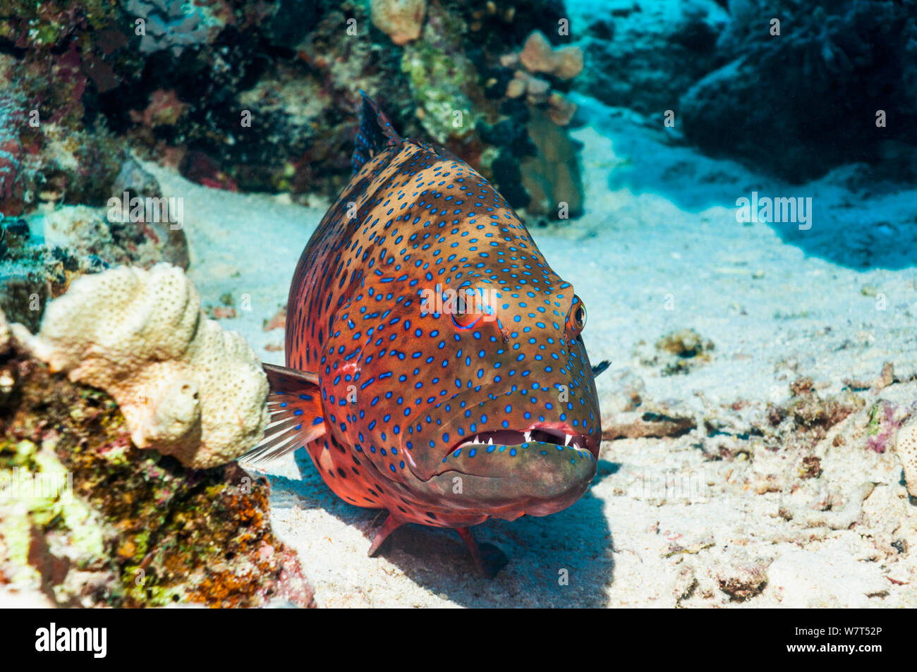 Red Sea Coral Grouper (Plectropomus pessuliferus marisrubri) Egypt, Red ...