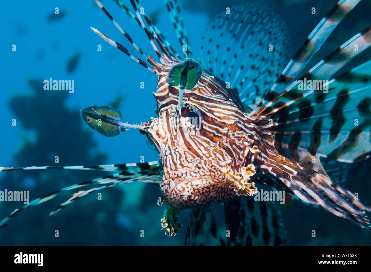 Devil fish hi-res stock photography and images - Alamy
