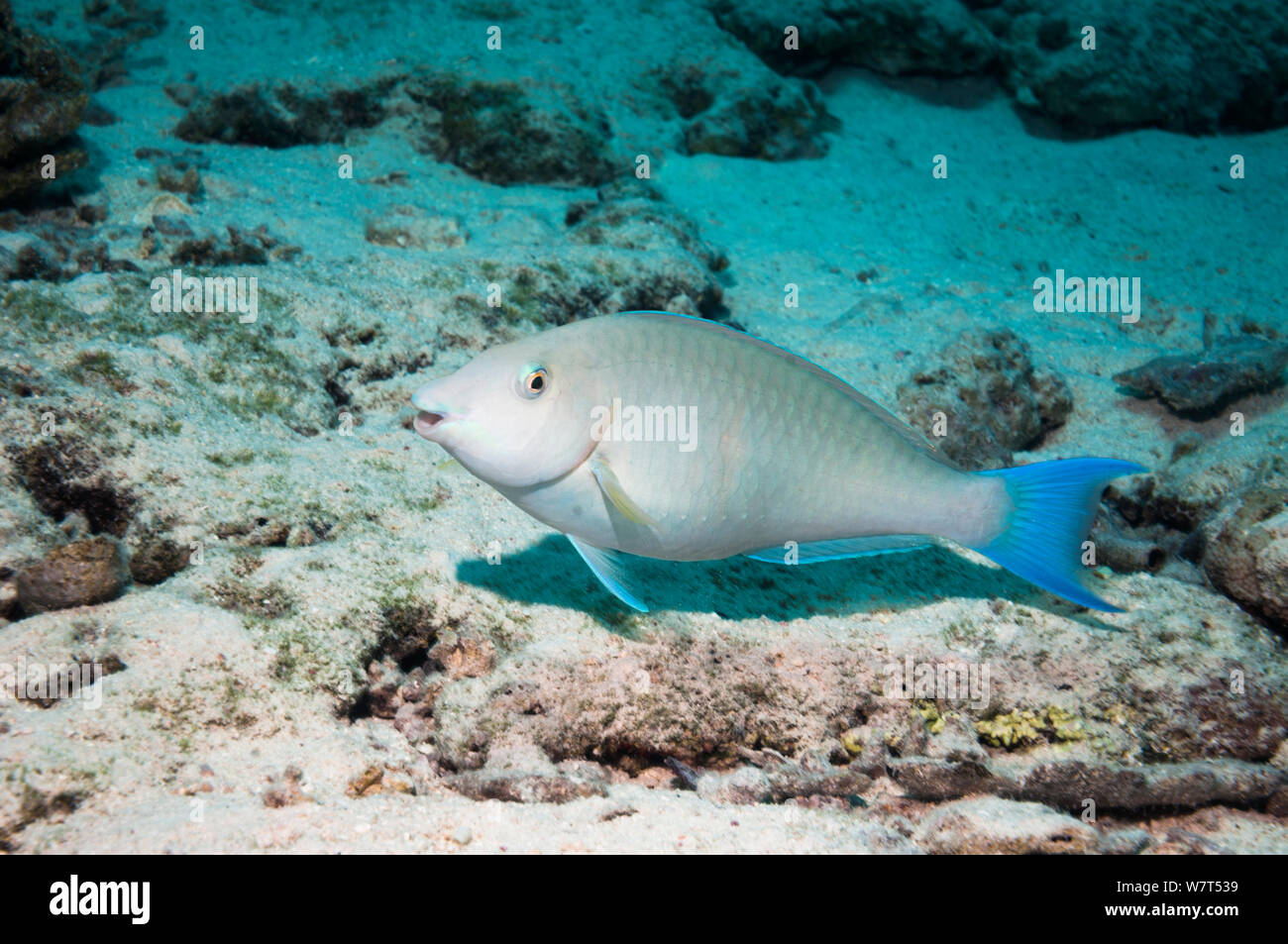 Longnose parrotfish (Hipposcarus harid) Egypt, Red Sea Stock Photo - Alamy