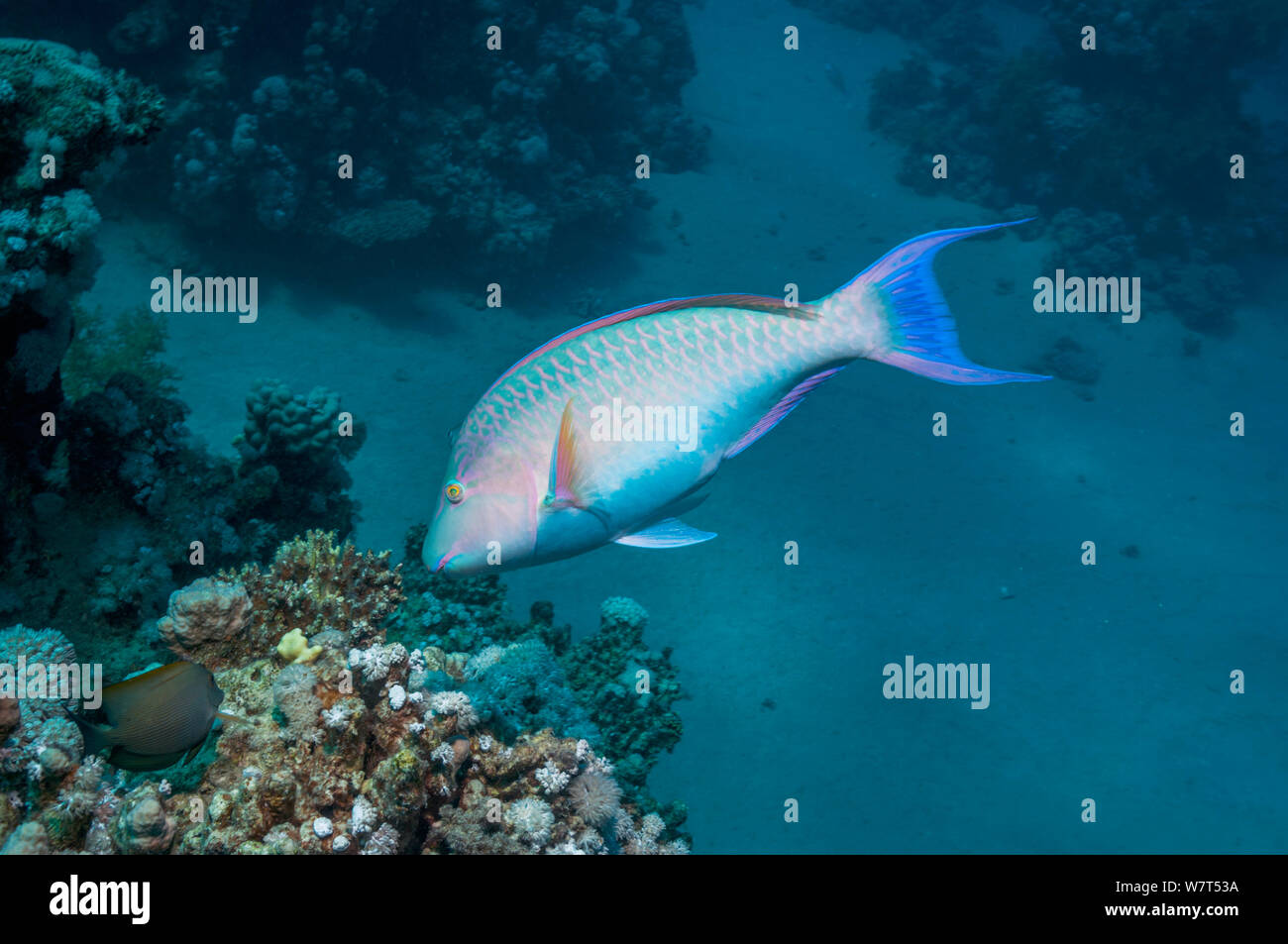 Longnose parrotfish hi-res stock photography and images - Alamy