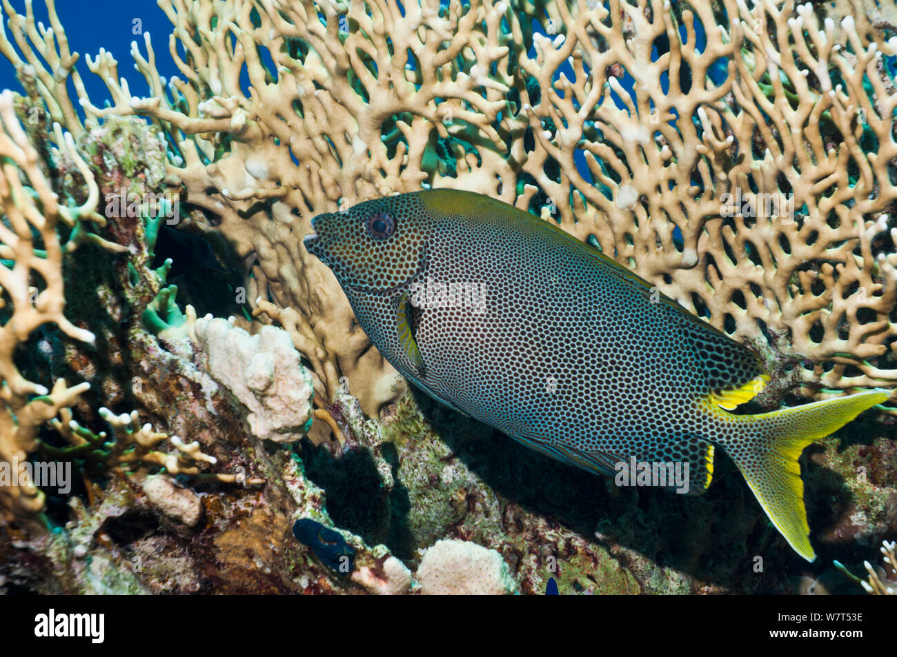Goldspotted rabbitfish hi-res stock photography and images - Alamy