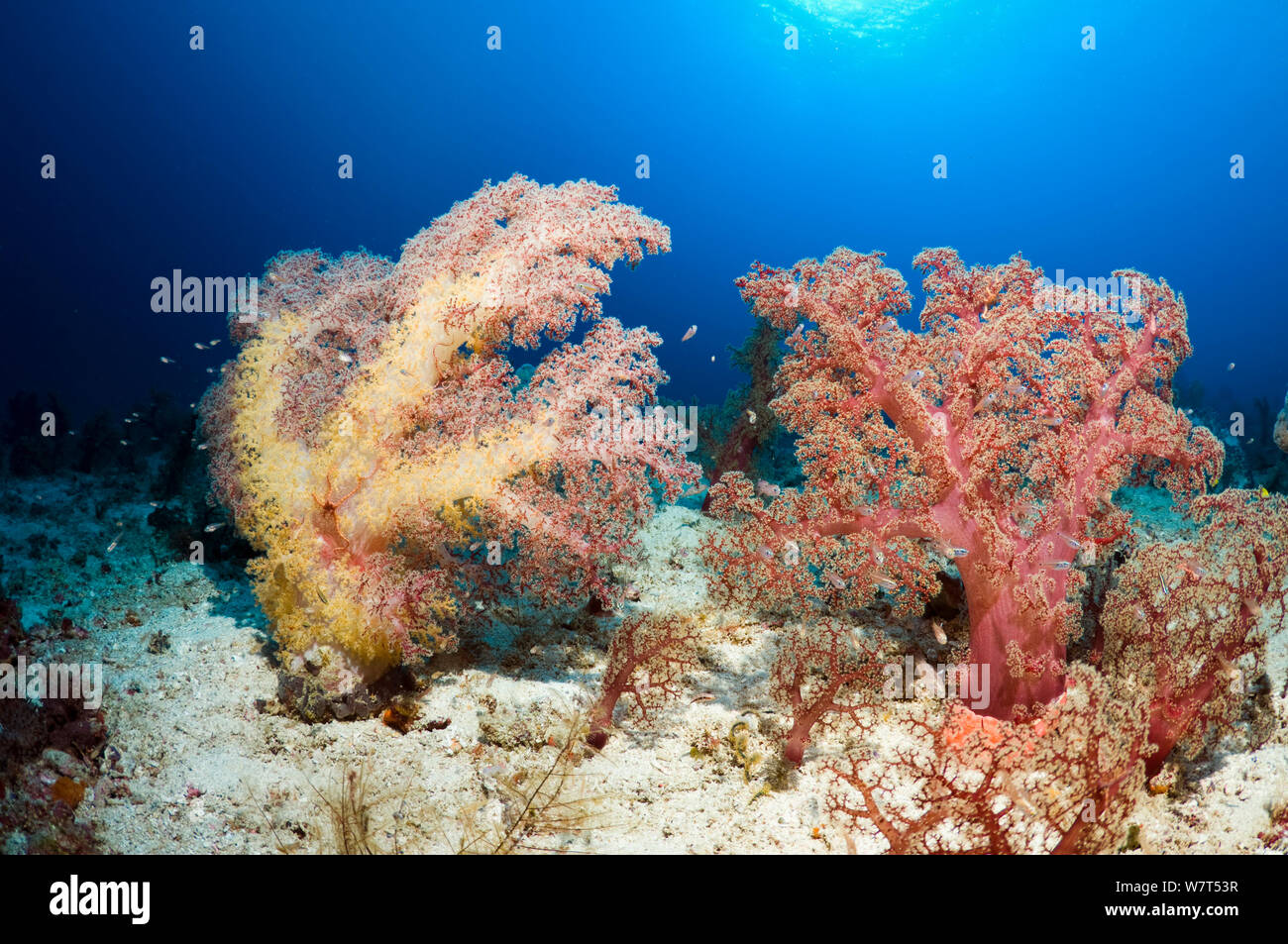 Soft corals (Dendronephthya sp.) growing on sandy bottom. Indonesia ...
