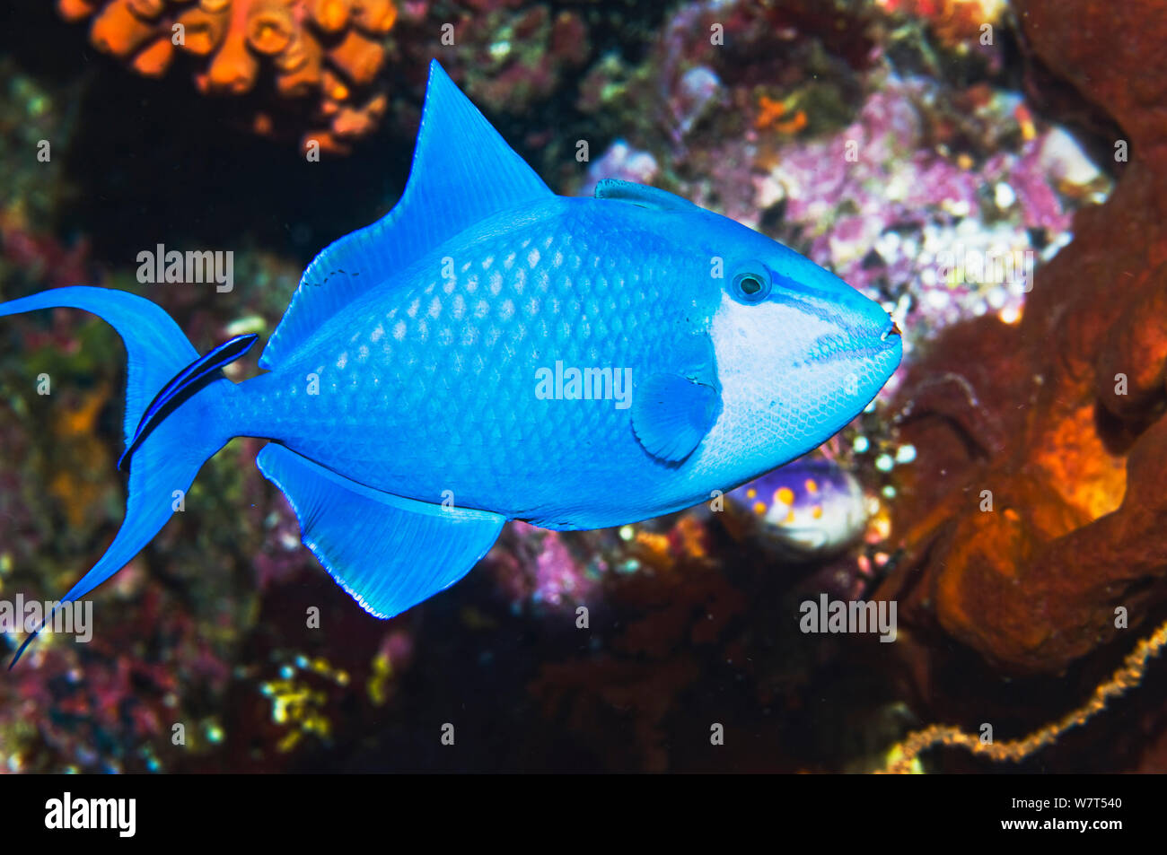 Red-mouth triggerfish (Odonus niger) with Bluestreak cleaner wrasse ...