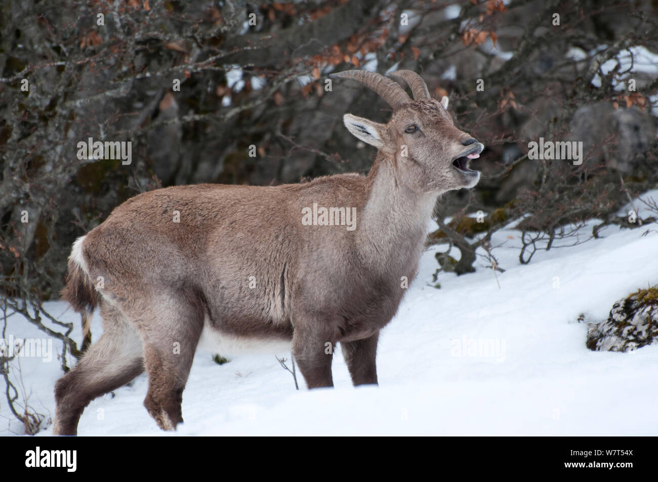 Ibex (Capra ibex) calling, Jura, Switzerland, October Stock Photo - Alamy