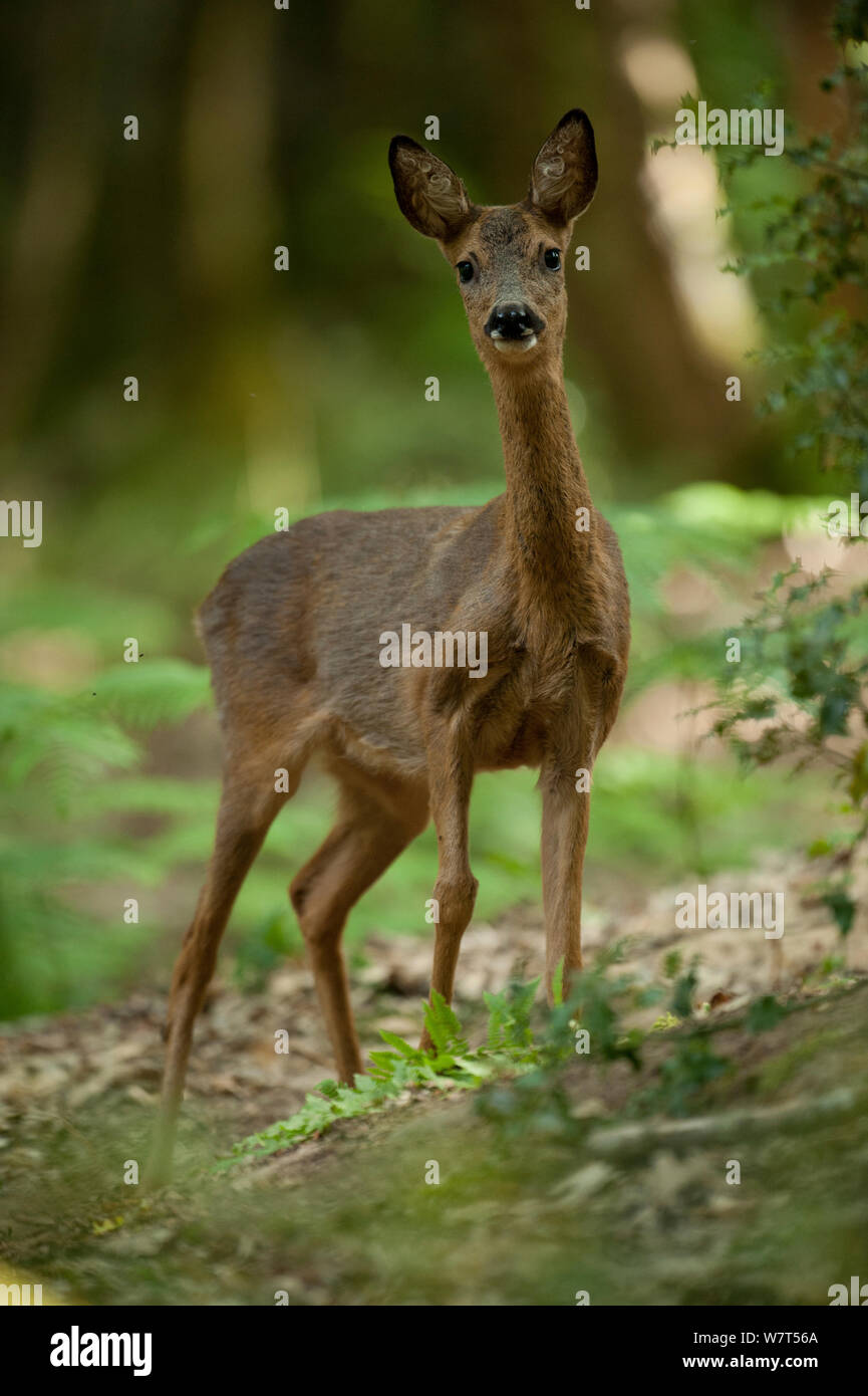 Roe deer (Capreolus capreolus) female, in forest, France, May Stock ...