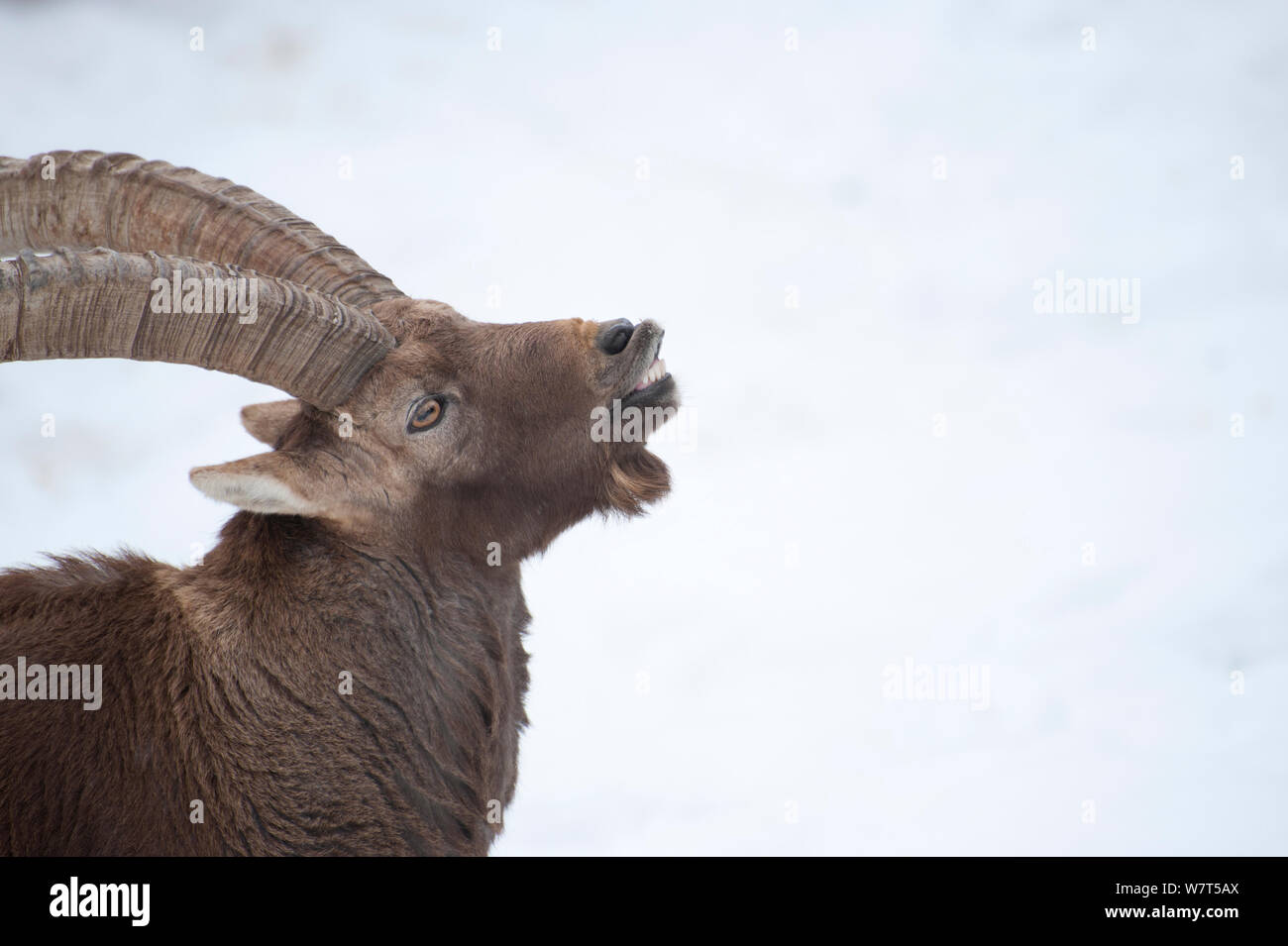 Captive ibex hi-res stock photography and images - Alamy
