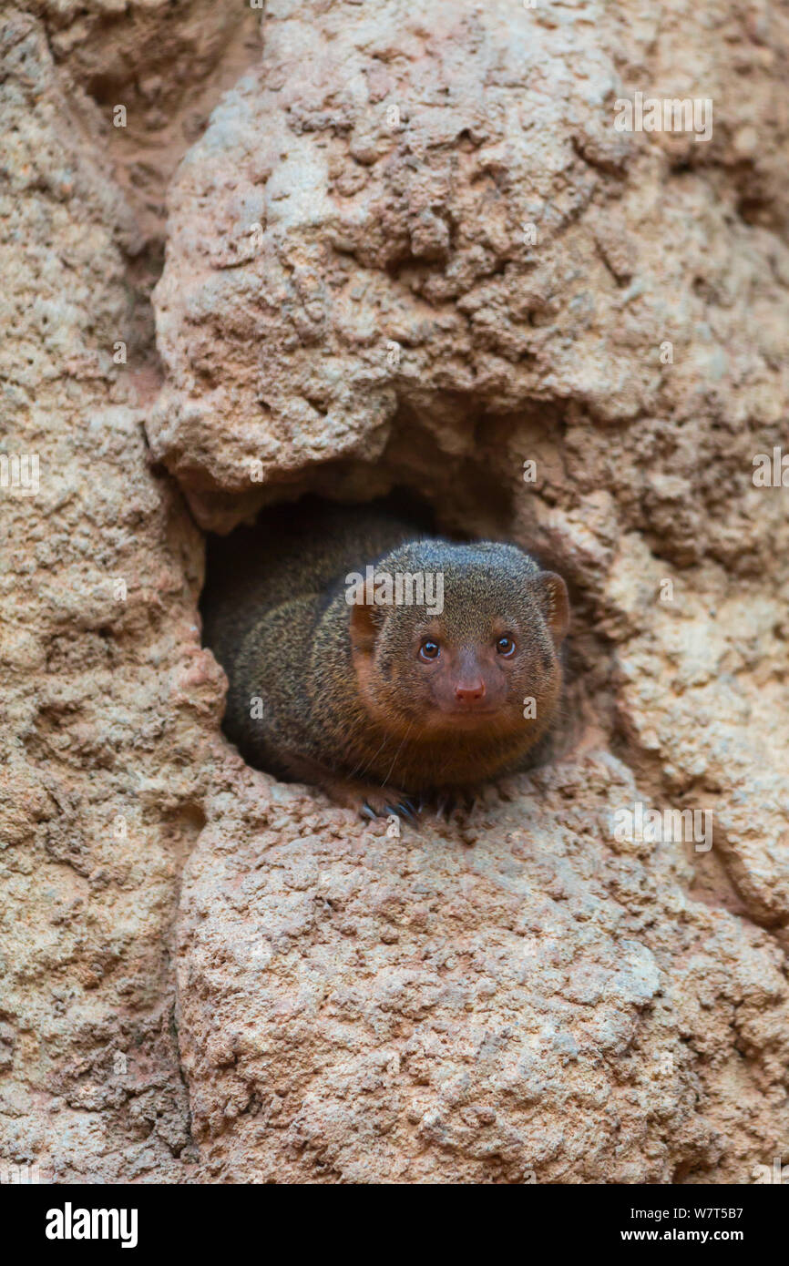 Mongoose nest hi-res stock photography and images - Alamy