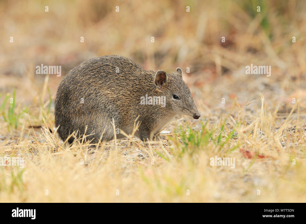 Bandicoot