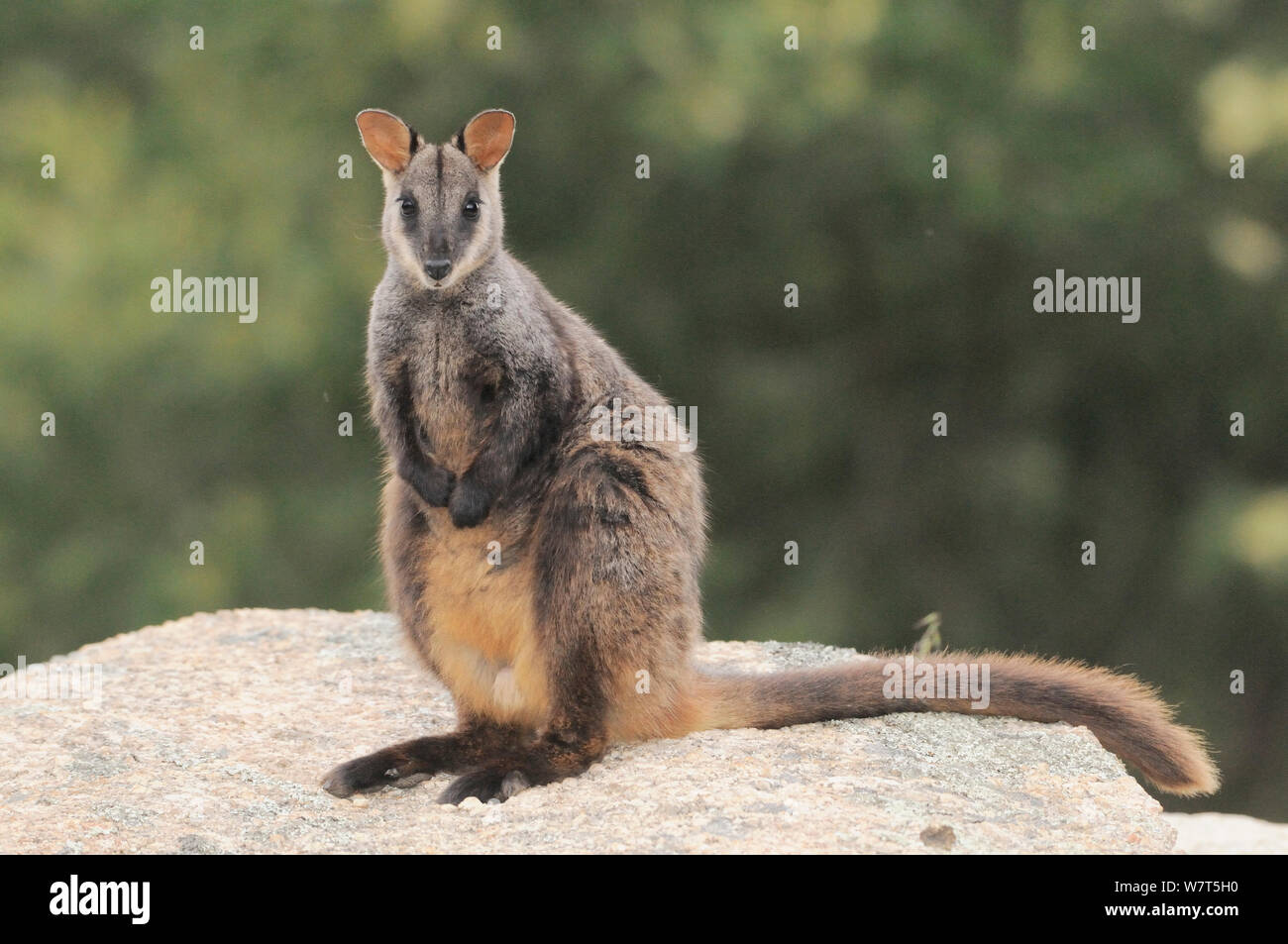 Brush-tailed Rock-Wallaby (Petogale penicillata) Victoria, Australia ...