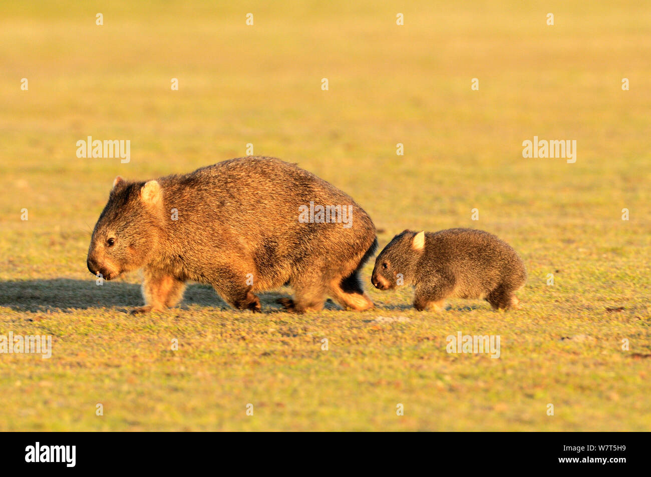 Baby wombat hi-res stock photography and images - Alamy