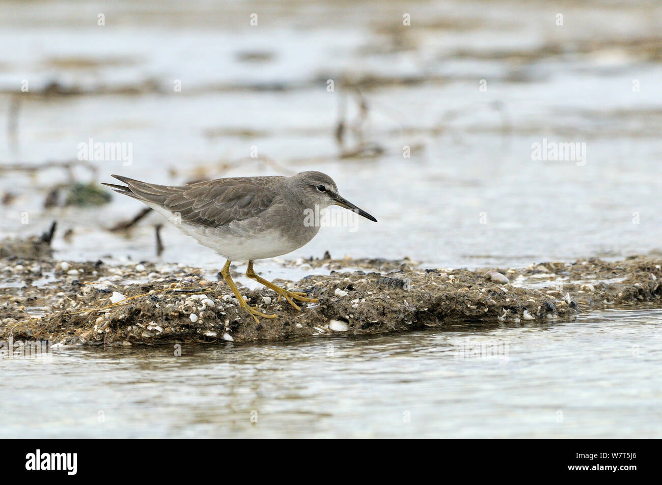 Grey-tailed Tattler (Tringa brevipes) foraging in water, Tasmania ...