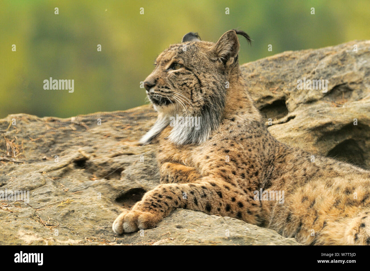 Iberian Lynx (Lynx pardinus) captive male from Sierra de Andujar, Spain ...