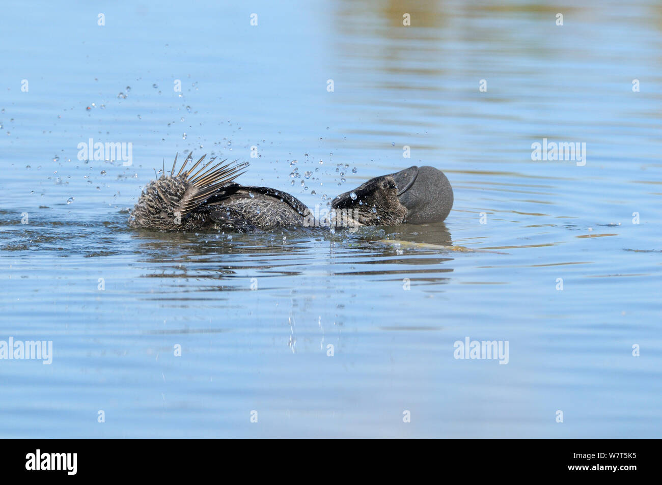 Musk Duck (Biziura lobata) male displaying, Victoria, Australia Stock ...
