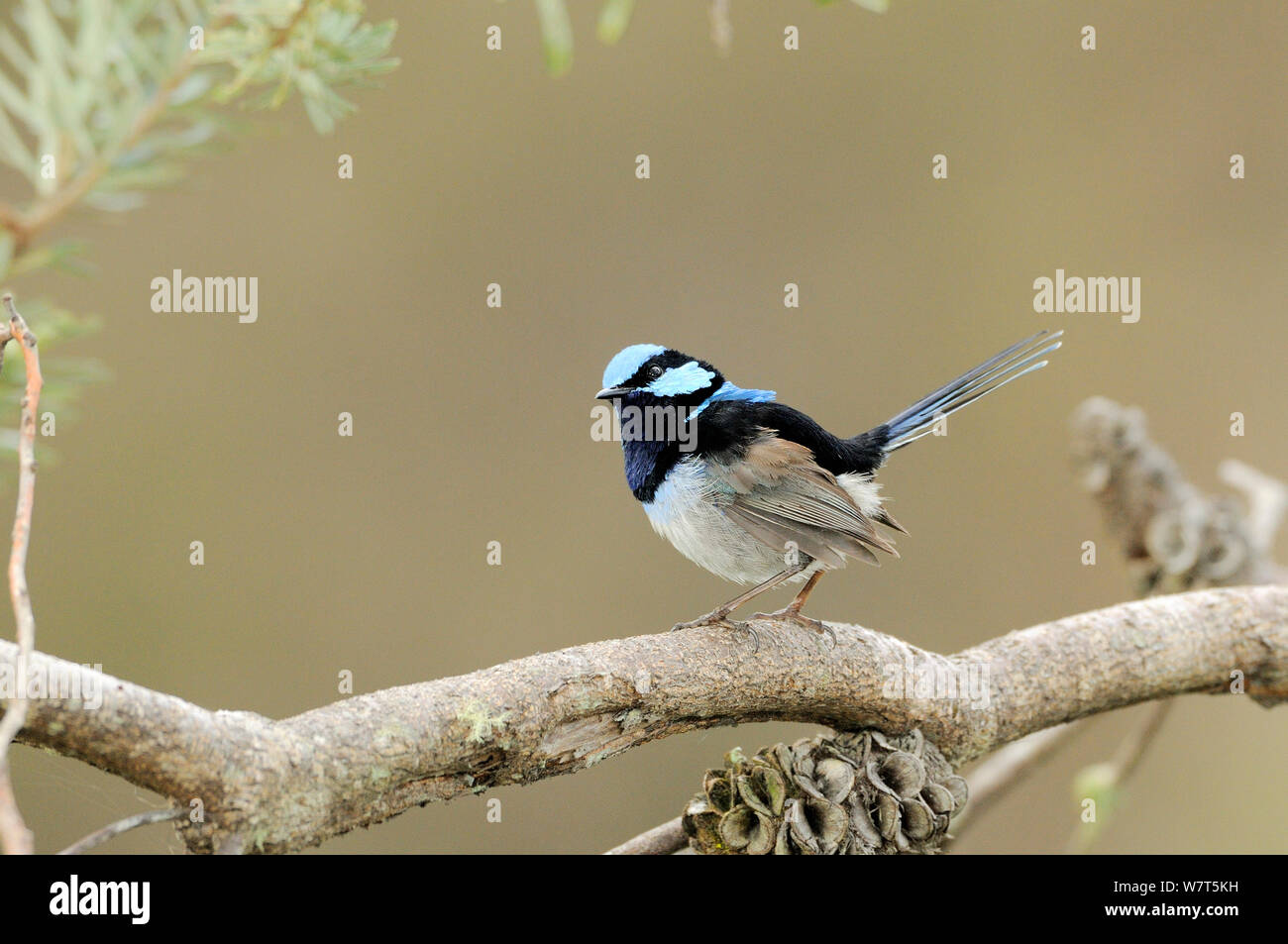 Superb Fairy Wren (Malurus cyaneus) male, Tasmania, Australia Stock ...