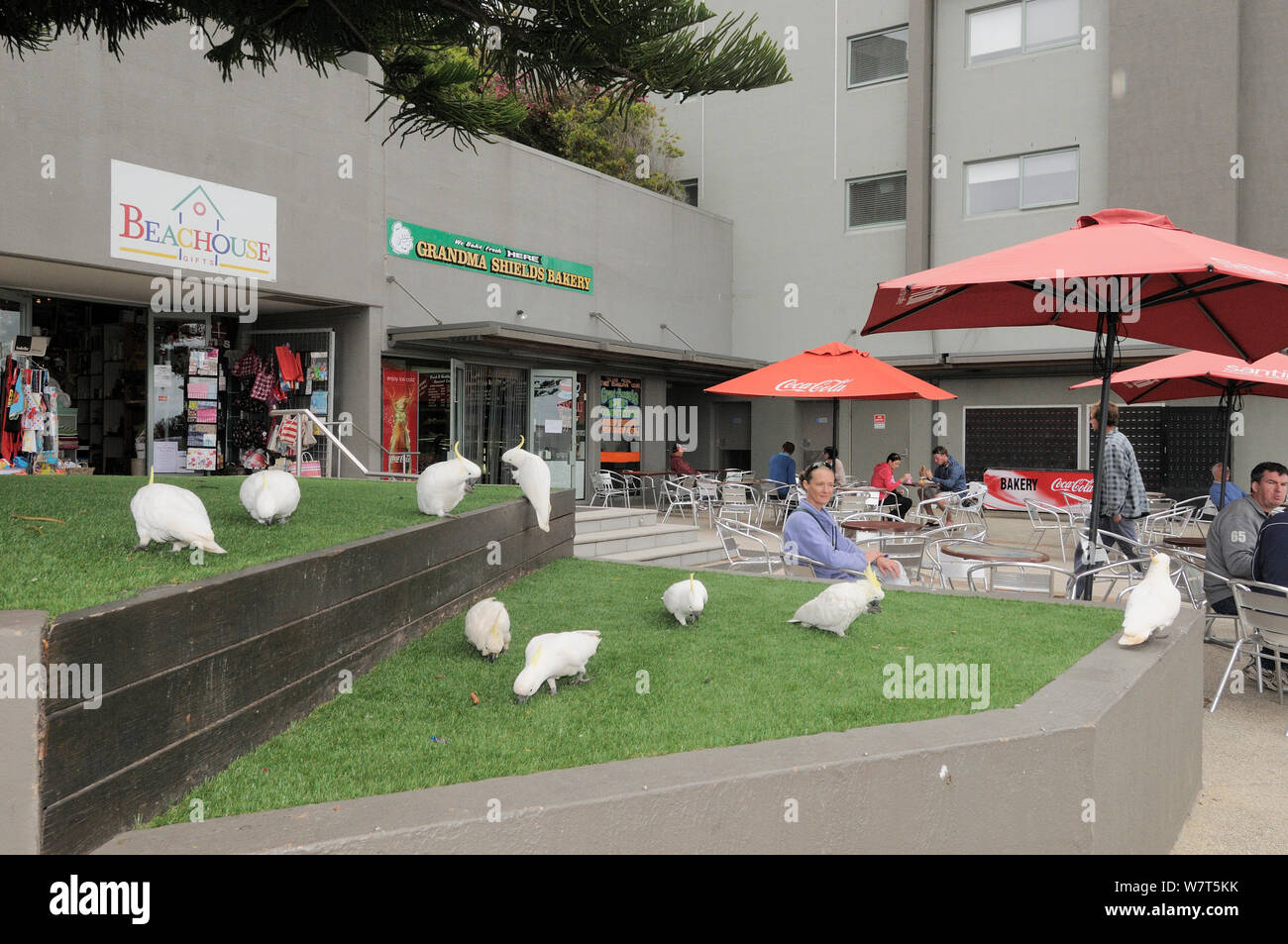 Sulphur-crested Cockatoo (Cacatua galerita) flock gathering in seaside ...
