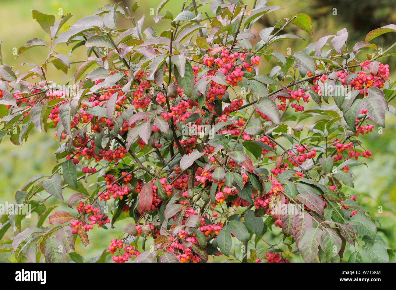 European spindle tree hi-res stock photography and images - Alamy