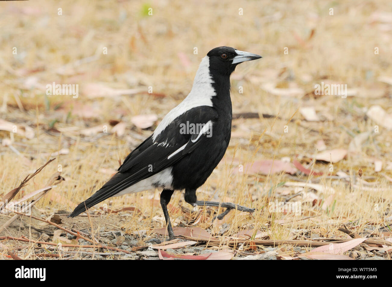 Tasmanian Magpie (Gymnorhina tibicen) profile, Tasmania, Australia ...