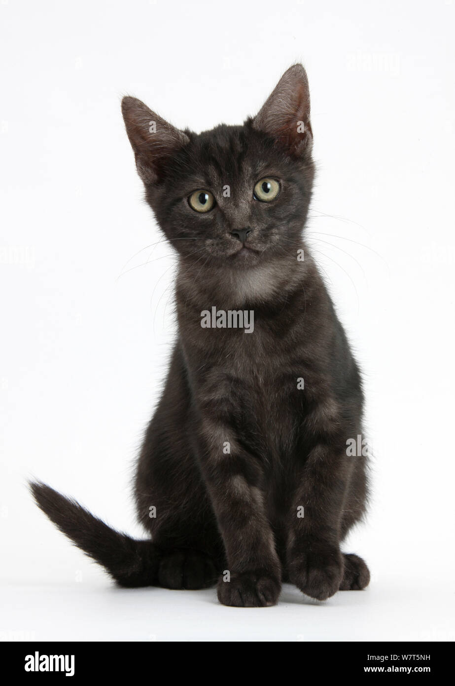 Black smoke kittens hi-res stock photography and images - Alamy
