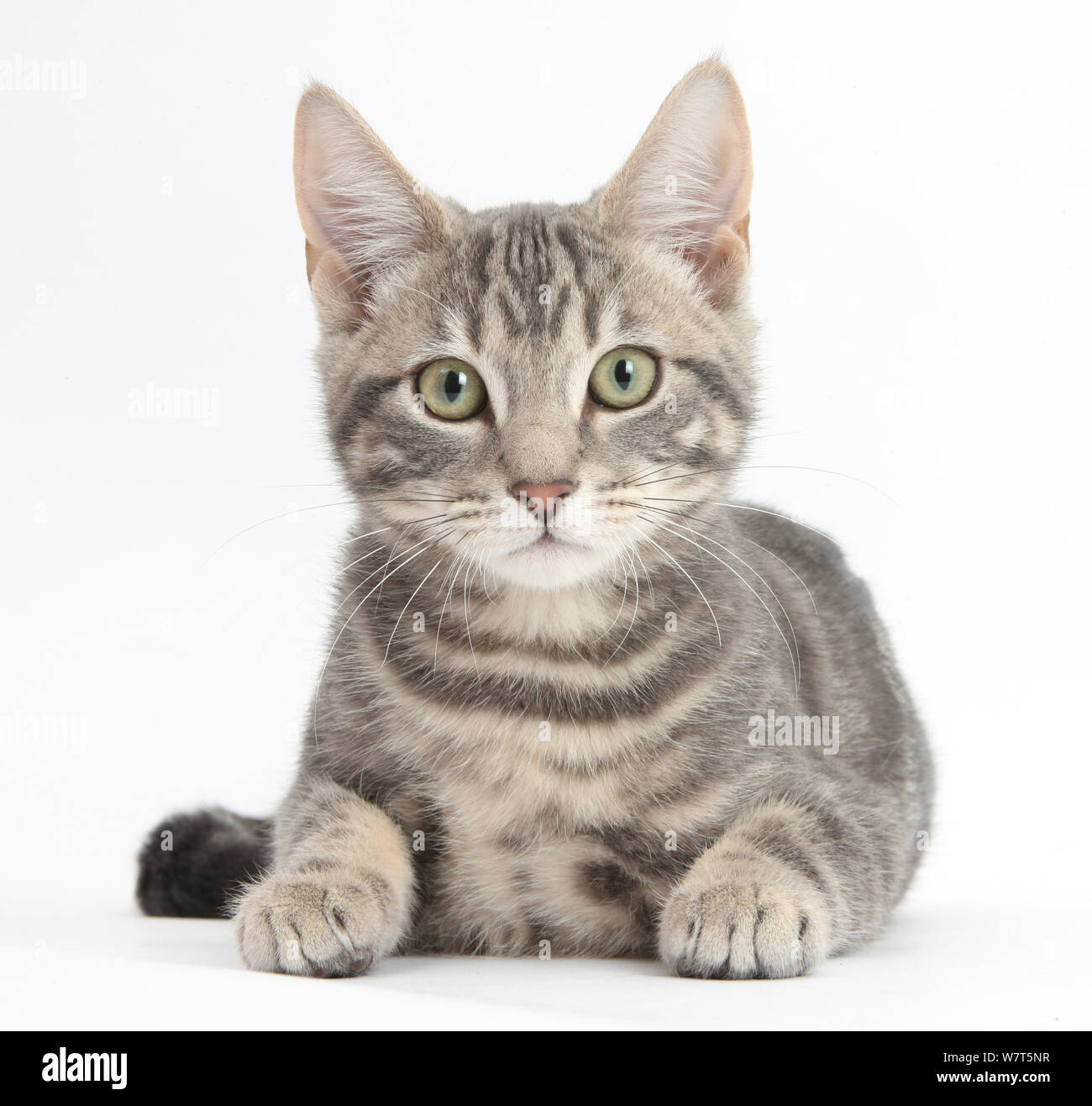 Plain tabby hi-res stock photography and images - Alamy