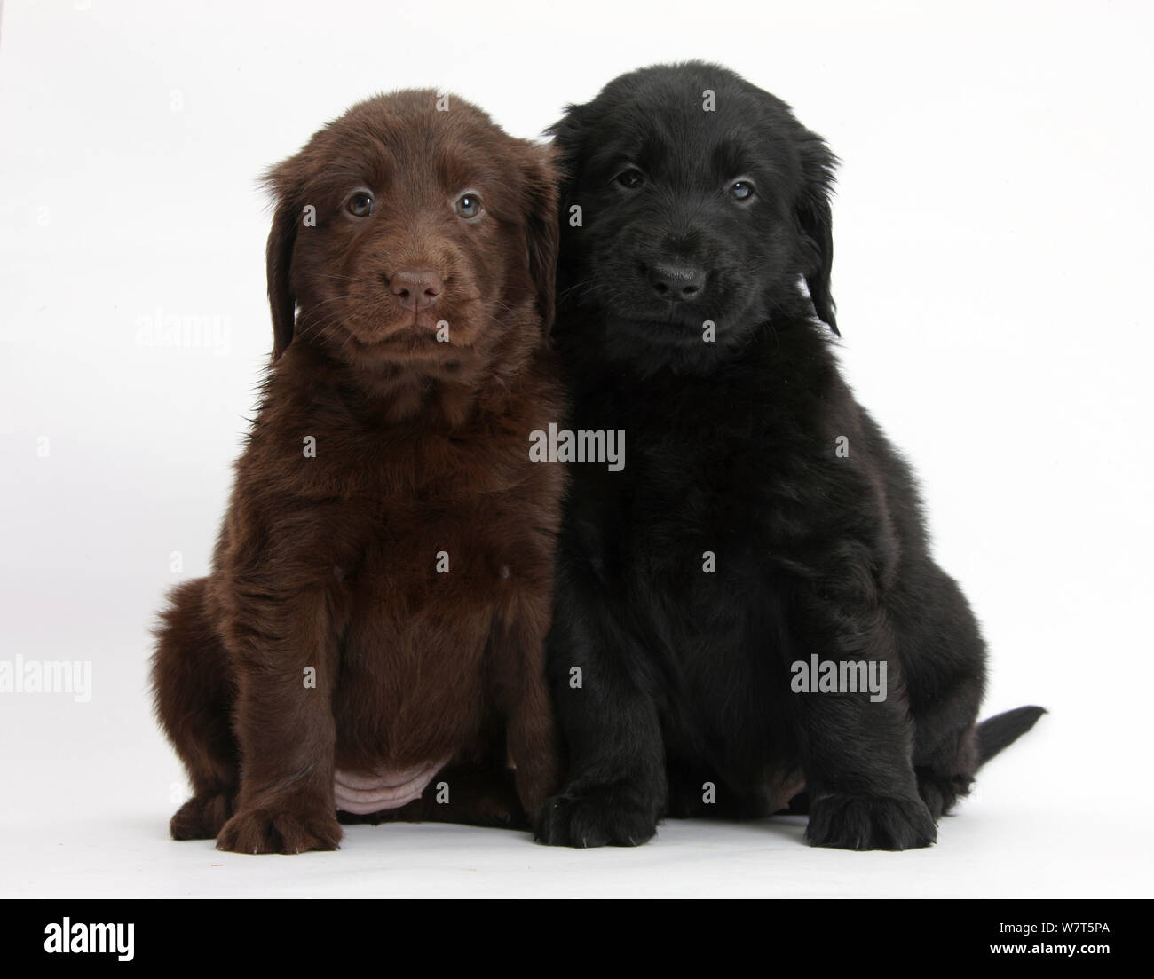 Liver flat coated retriever hi-res stock photography and images - Alamy