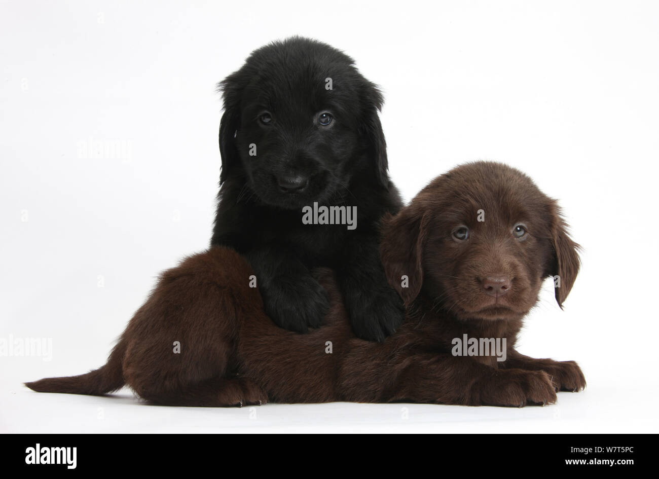 Liver flat coated retriever hi-res stock photography and images - Alamy