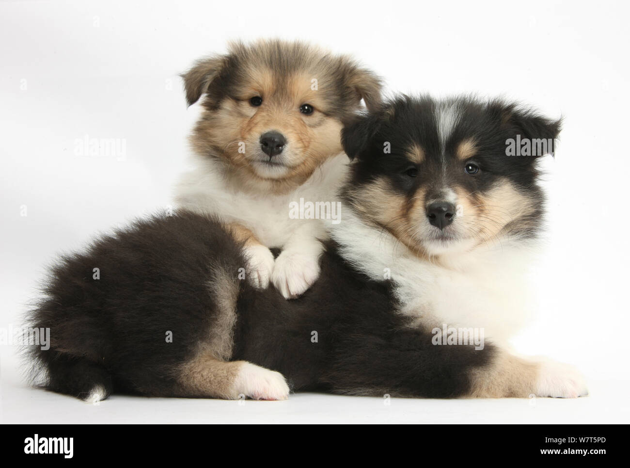 Rough collie puppies hi-res stock photography and images - Alamy