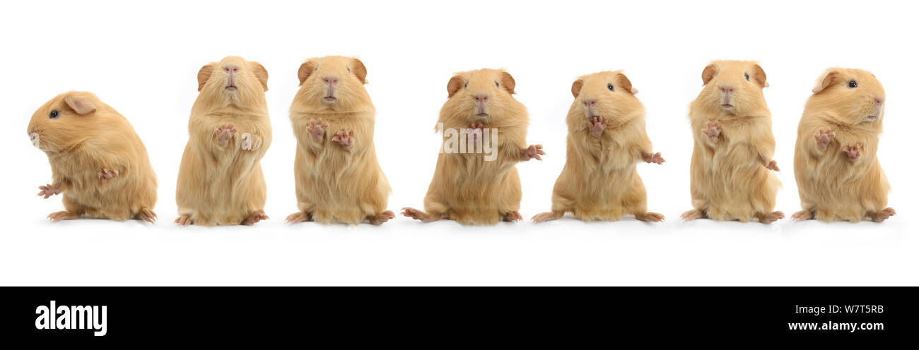 Pig standing on hind legs hi-res stock photography and images - Alamy