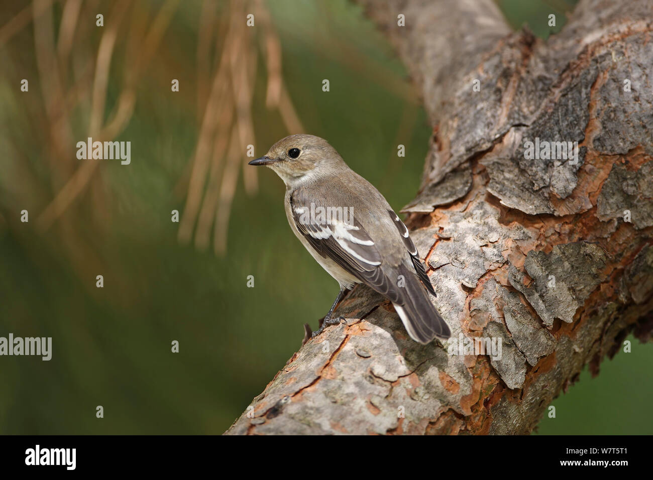 Pied flycatcher september hi-res stock photography and images - Alamy