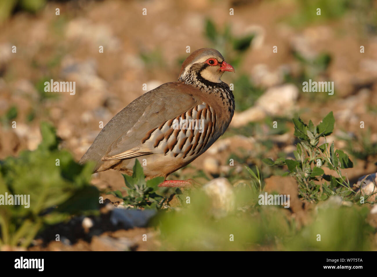 Red-legged partridge (Alectoris rufa) Norfolk, UK, June Stock Photo - Alamy