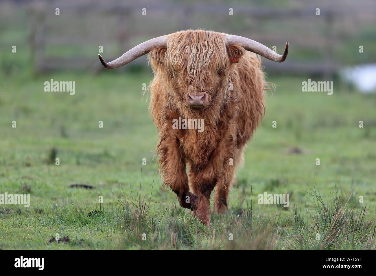 Highland cow (Bos taurus) portrait, Strumpshaw Fen RSPB, Norfolk, UK ...