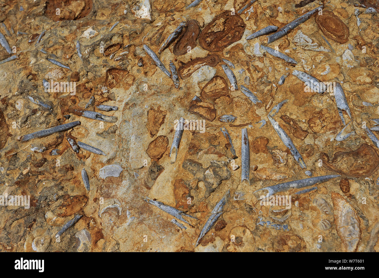 Belemnite hi-res stock photography and images - Alamy