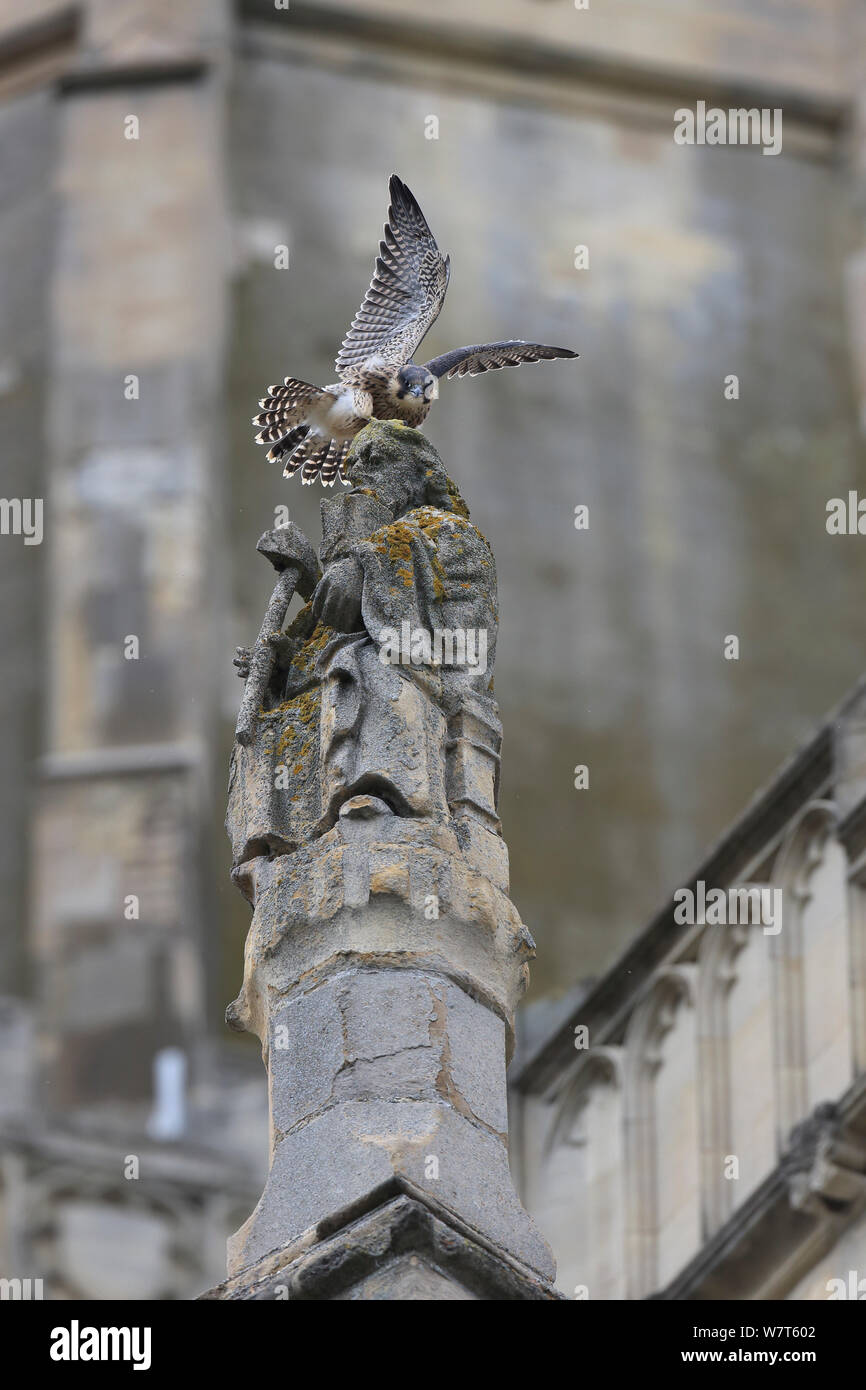 Peregrine falcon (Falco peregrinus) landing on statue's head, Norwich ...