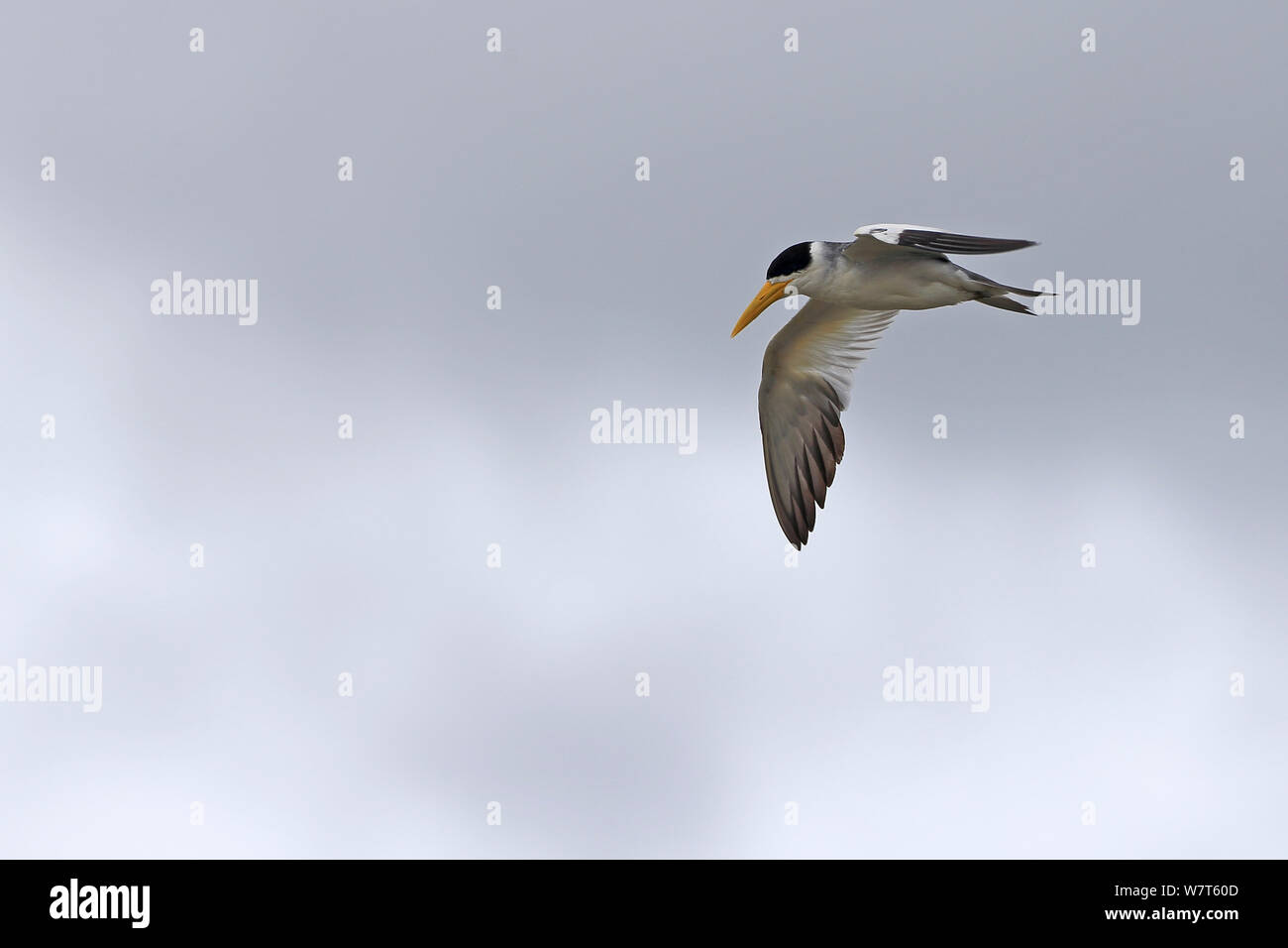 Large-billed tern (Phaetusa simplex) in flight, Trinidad, April Stock ...